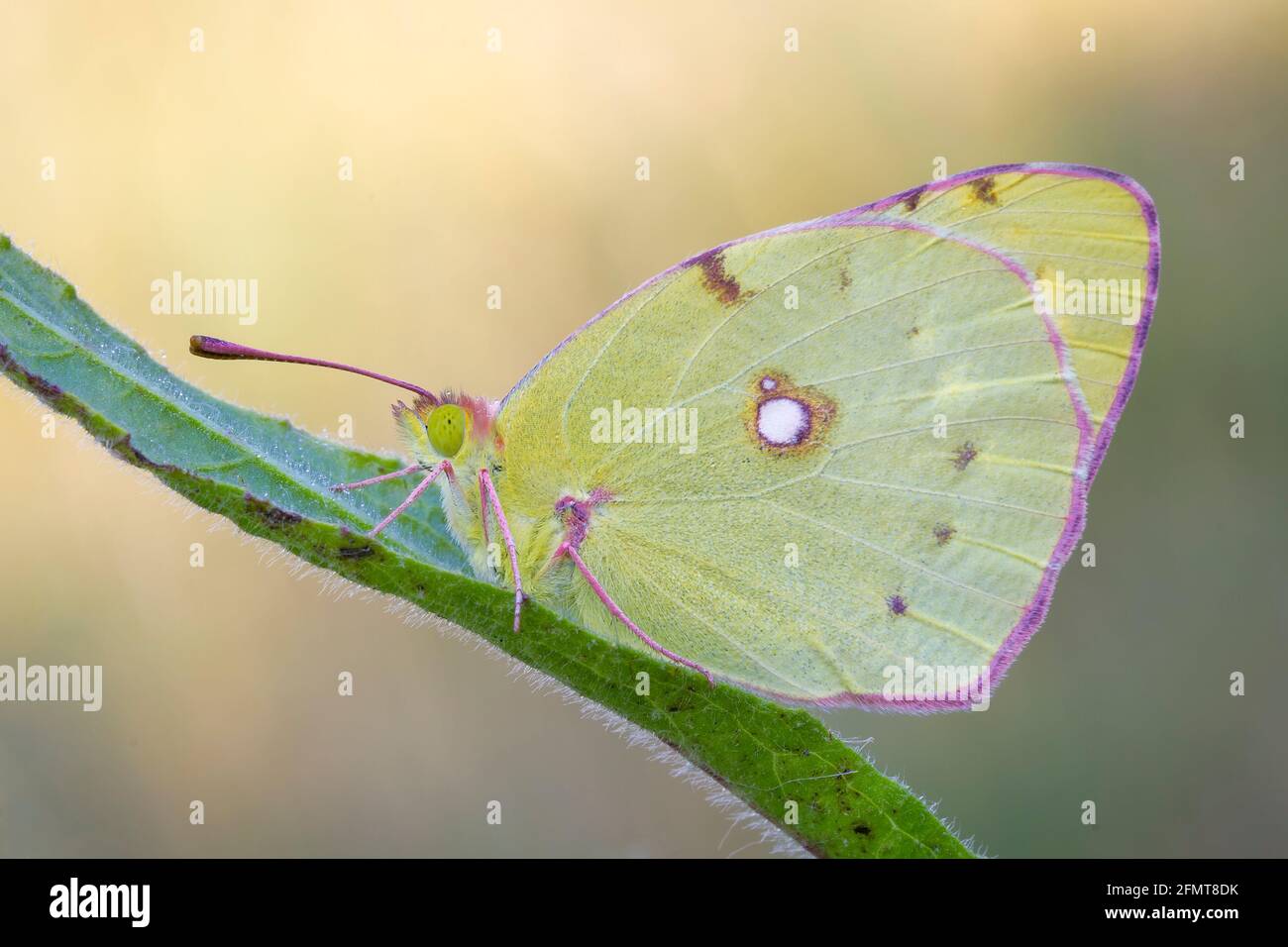 Papillon citron Banque de photographies et d’images à haute résolution ...