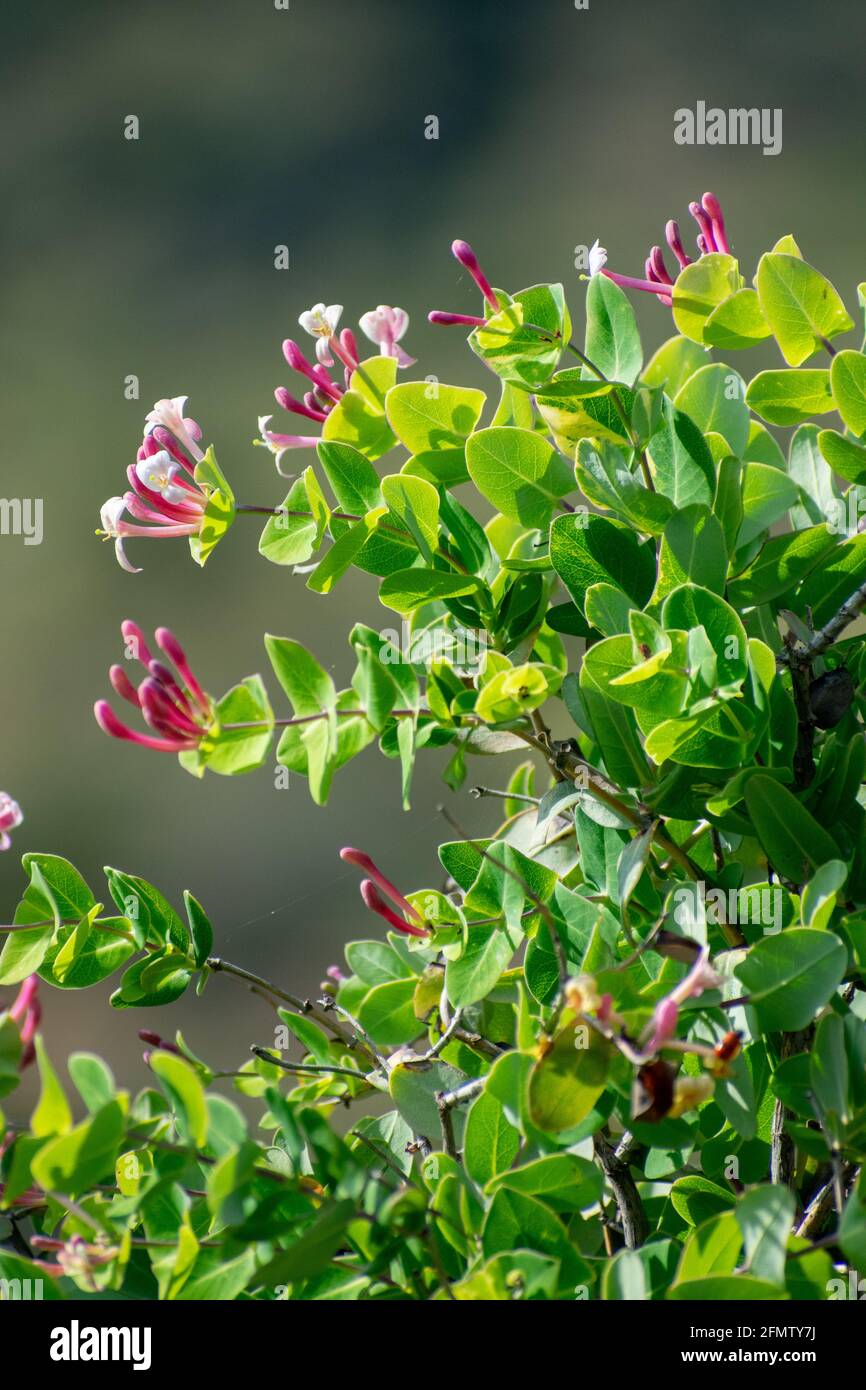 Gros plan de l'atlas Banque de photographies et d’images à haute ...