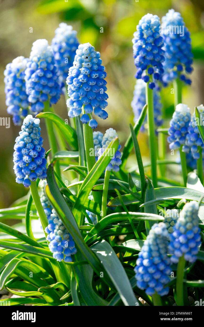 Muscari aucheri ocean magic Banque de photographies et d’images à haute ...