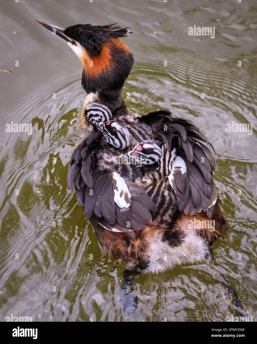 Petit poussin noir Banque de photographies et d’images à haute ...