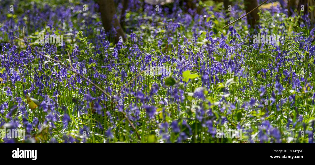 Une mer incroyablement belle de Bluebells dans la forêt de Trosley ...