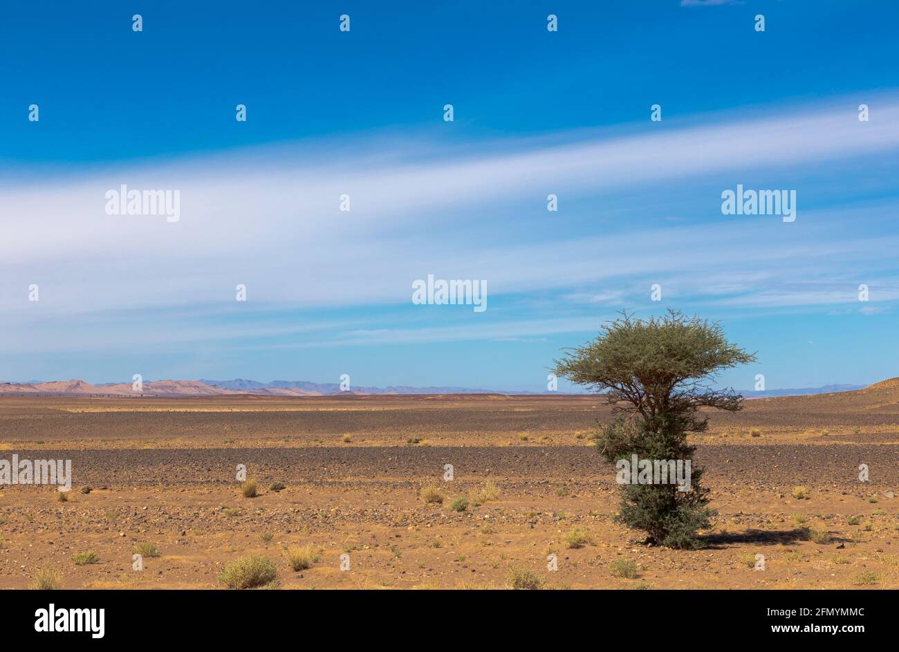 Acacia dans le désert du Sahara. Arbre solitaire dans le désert. Maroc ...