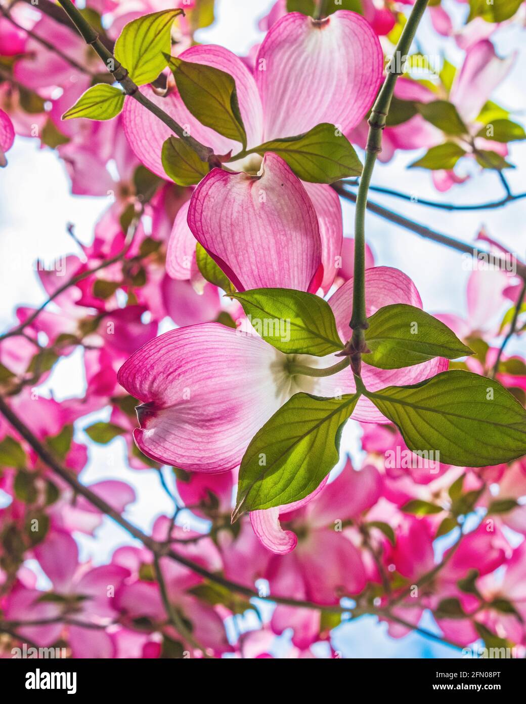 Arbre en fleurs roses au printemps Banque de photographies et d’images ...