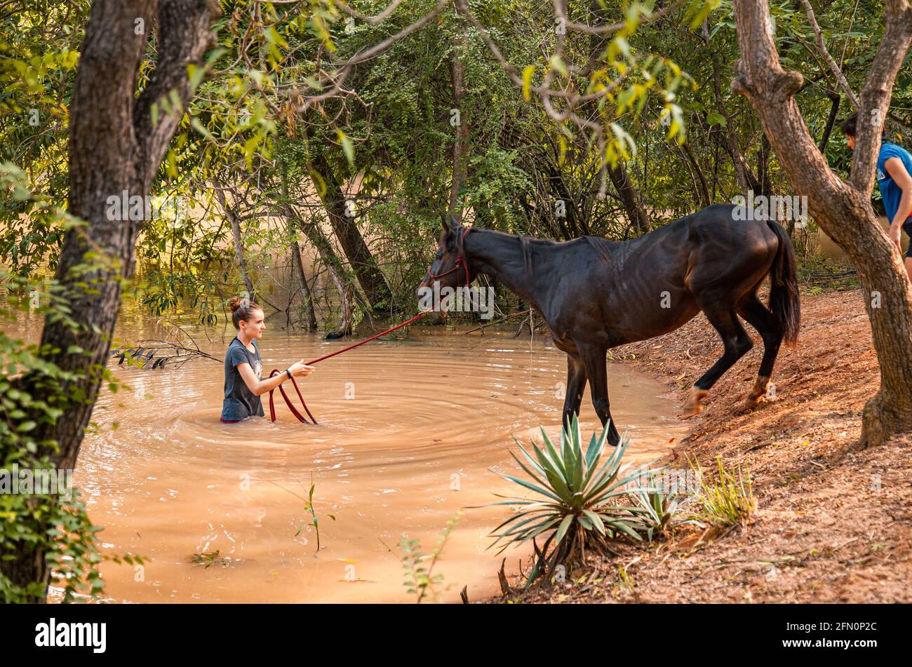 Cheval courant dans l'eau Banque de photographies et d’images à haute ...
