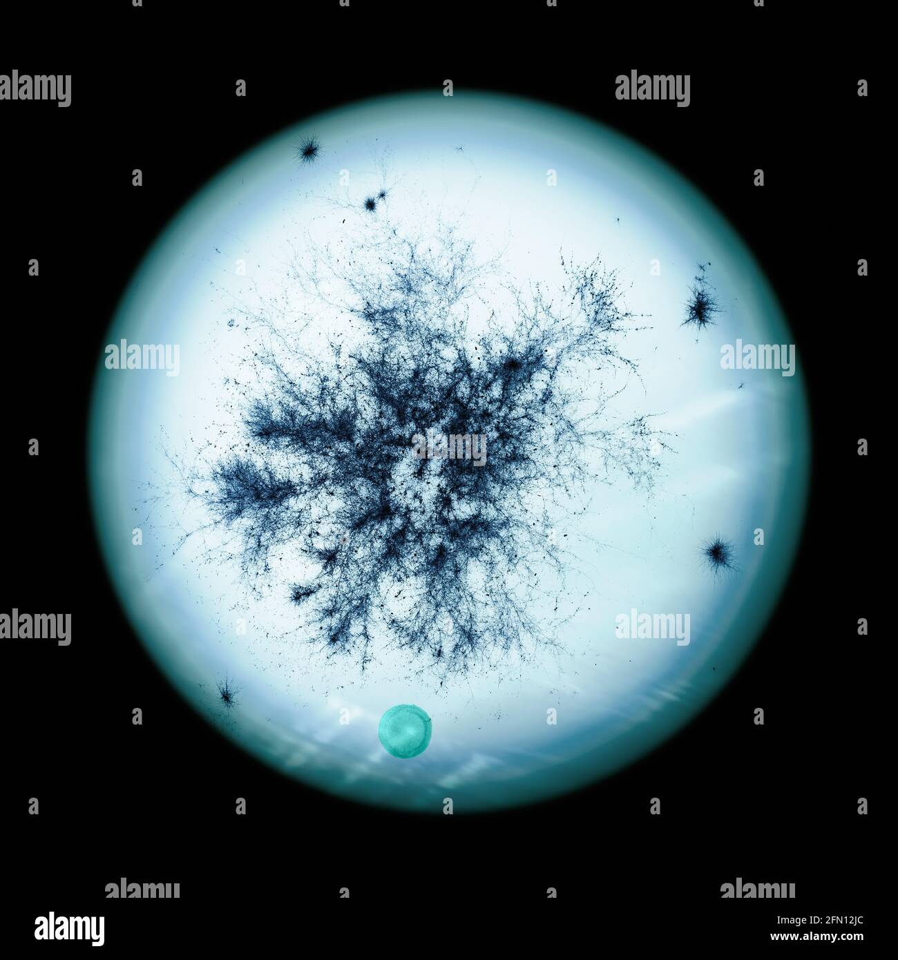 Experimento de bacterias Banque de photographies et d’images à haute ...