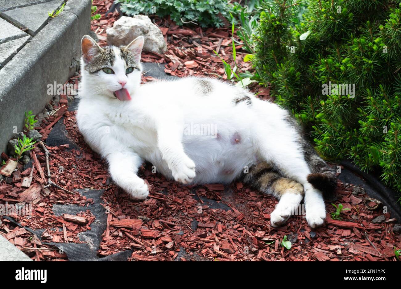 Le chat enceinte au repos baigne son corps avec sa langue et s'entord ...