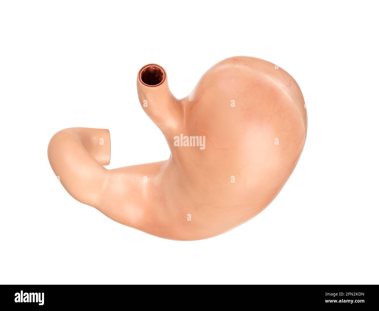 Illustration 3d réaliste et anatomique de l'organe interne humain ...