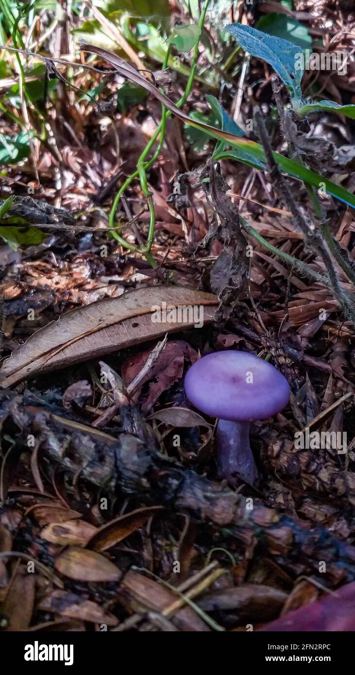 Champignon violet dans la brousse, mettant en évidence la plante et les ...