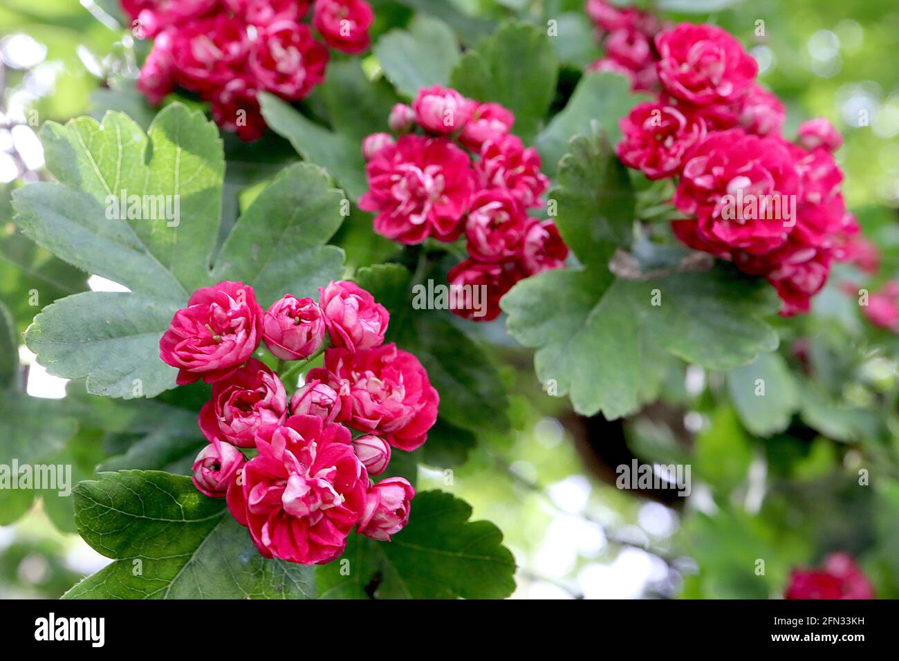 Crataegus laevigata pauls scarlet in Banque de photographies et d ...