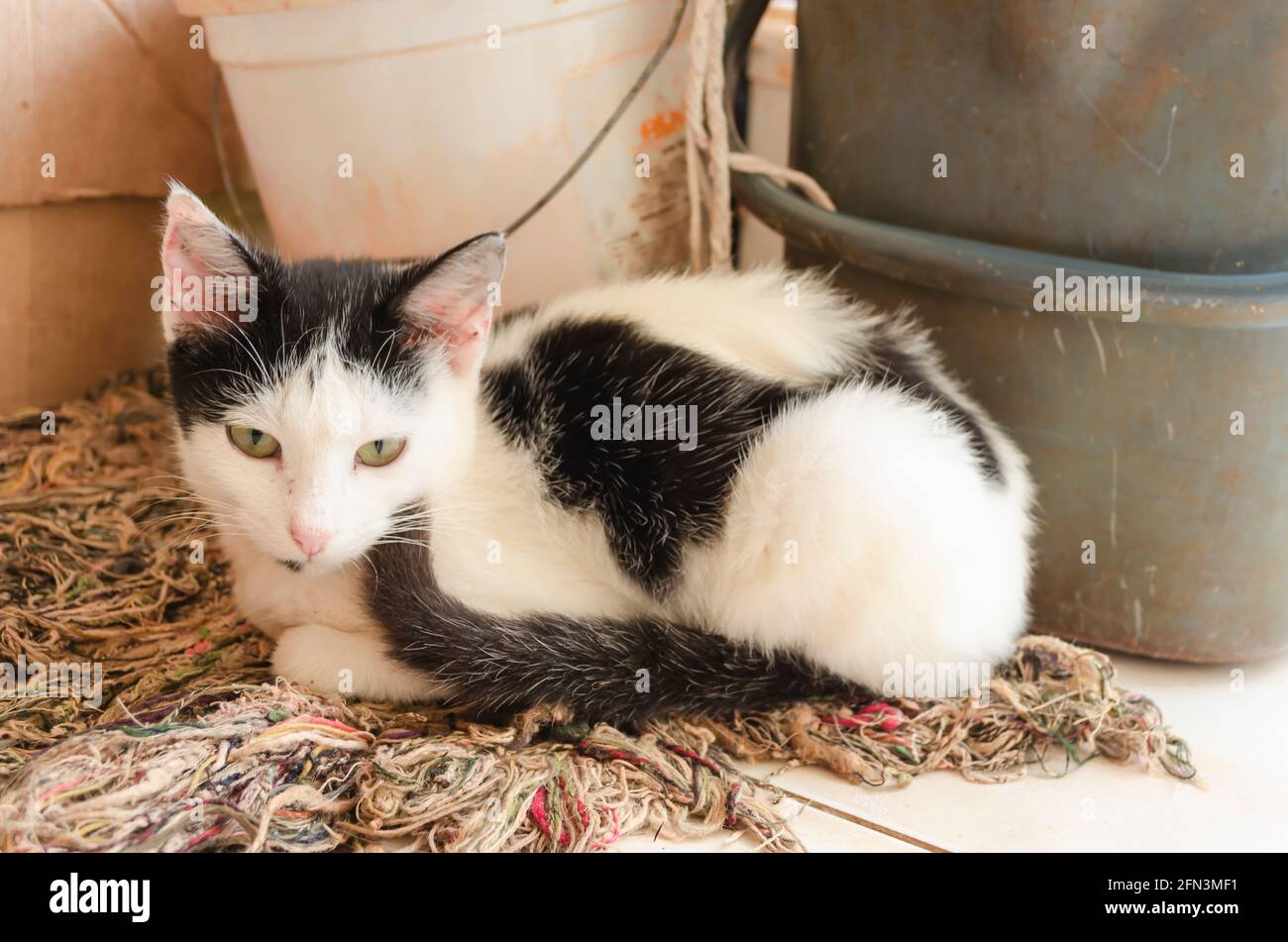 Aegean cat Banque de photographies et d’images à haute résolution - Alamy