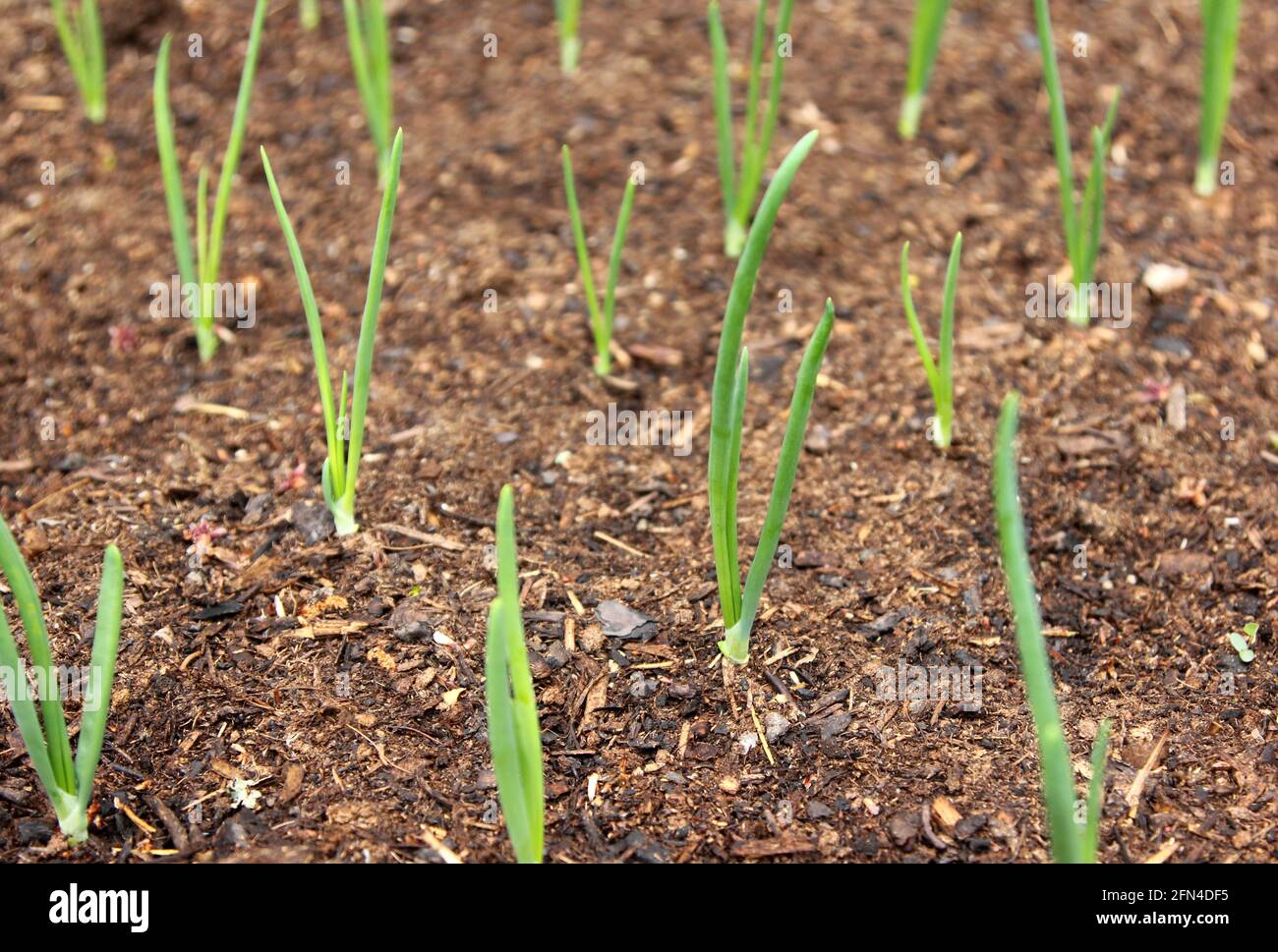 Jeune oignon Banque de photographies et d’images à haute résolution - Alamy