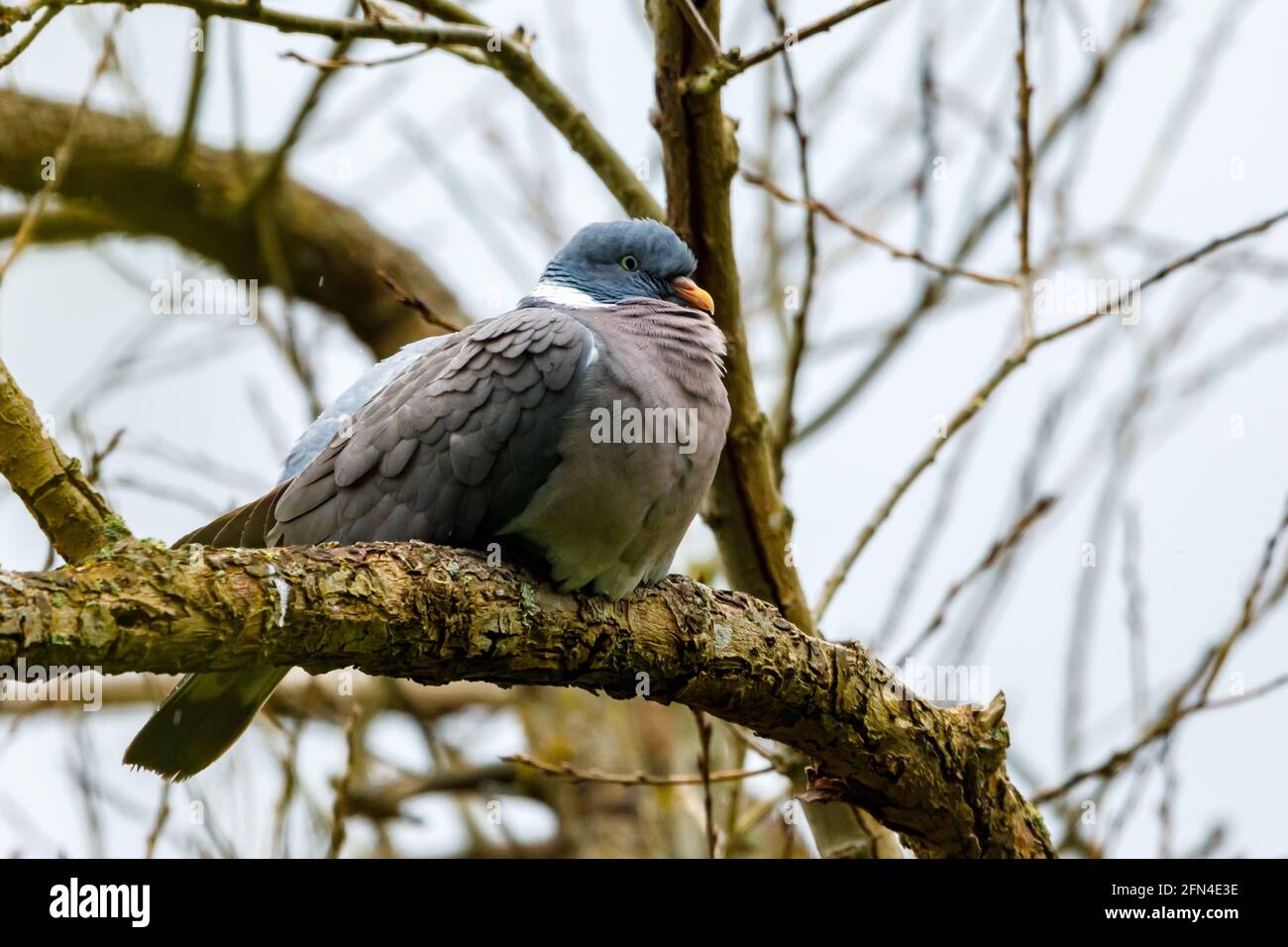 Arbre pigeon Banque de photographies et d’images à haute résolution - Alamy