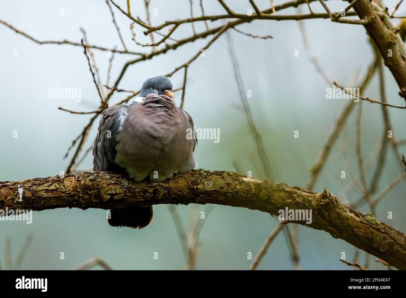 Arbre pigeon Banque de photographies et d’images à haute résolution - Alamy