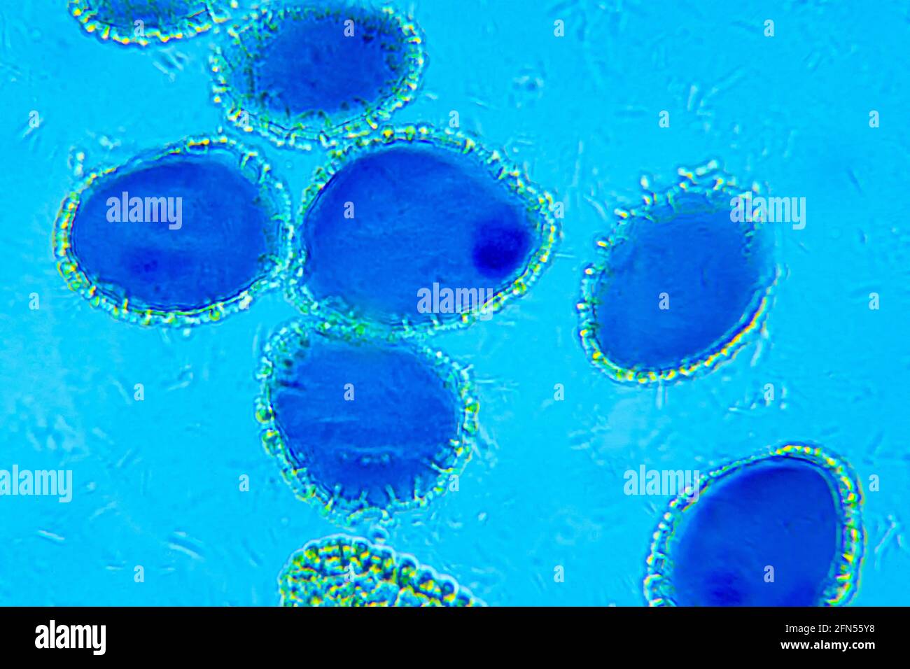 Cellule animale au microscope Banque de photographies et d’images à ...
