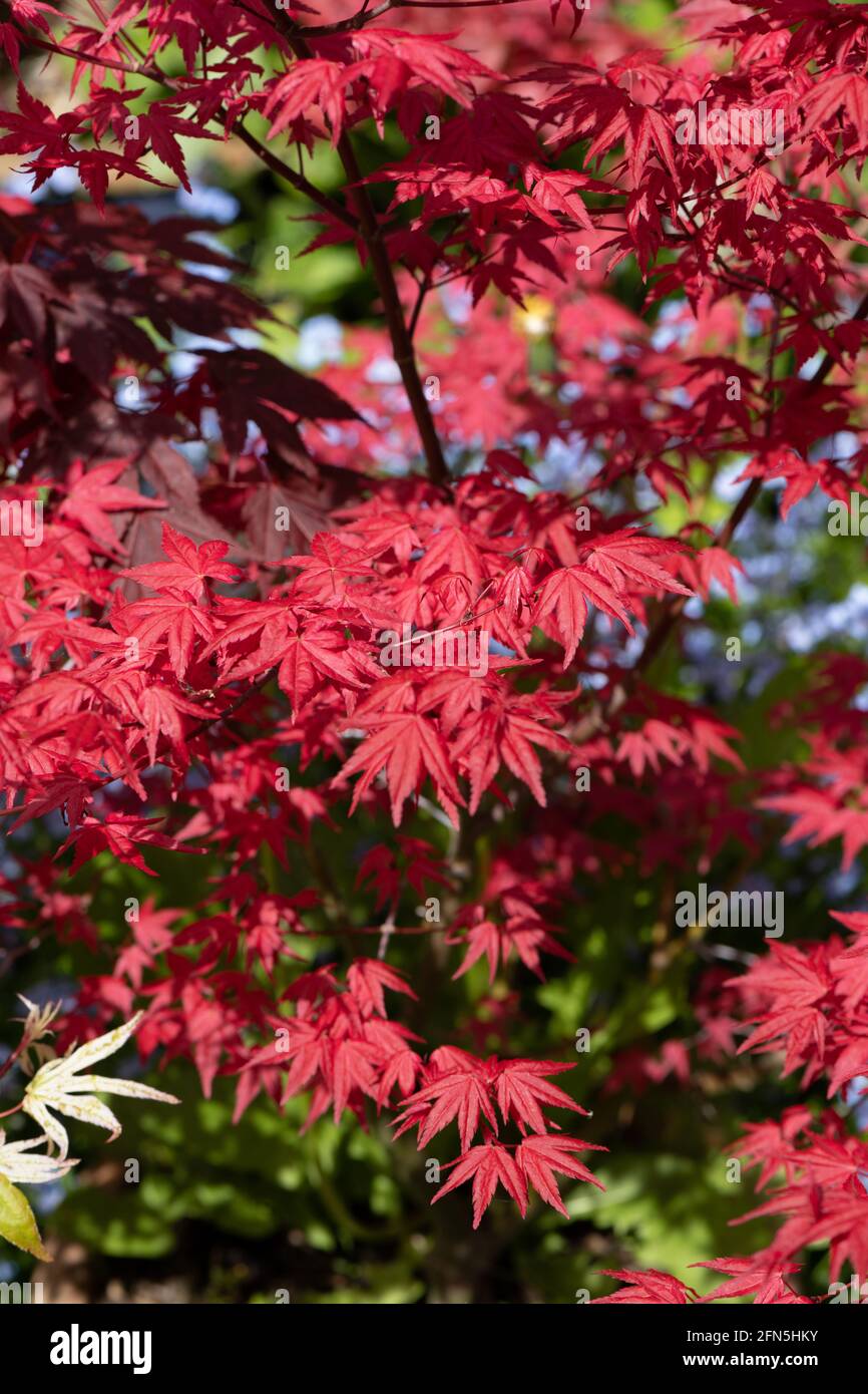 Acer palmatum osakazuki printemps Banque de photographies et d’images à ...
