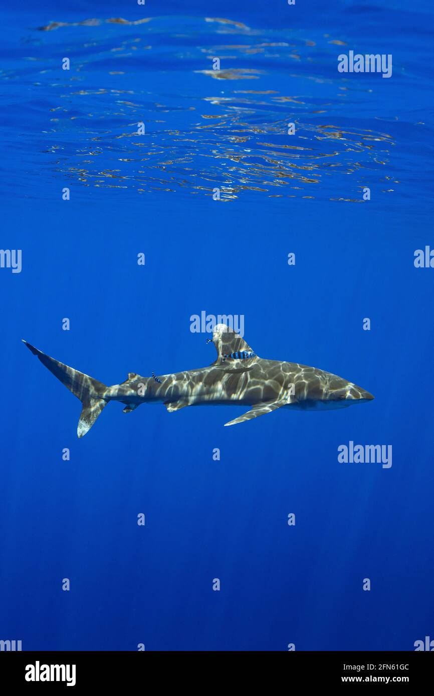 Requin carcharhinus longimanus avec des poissons pilotes en crase tôt ...