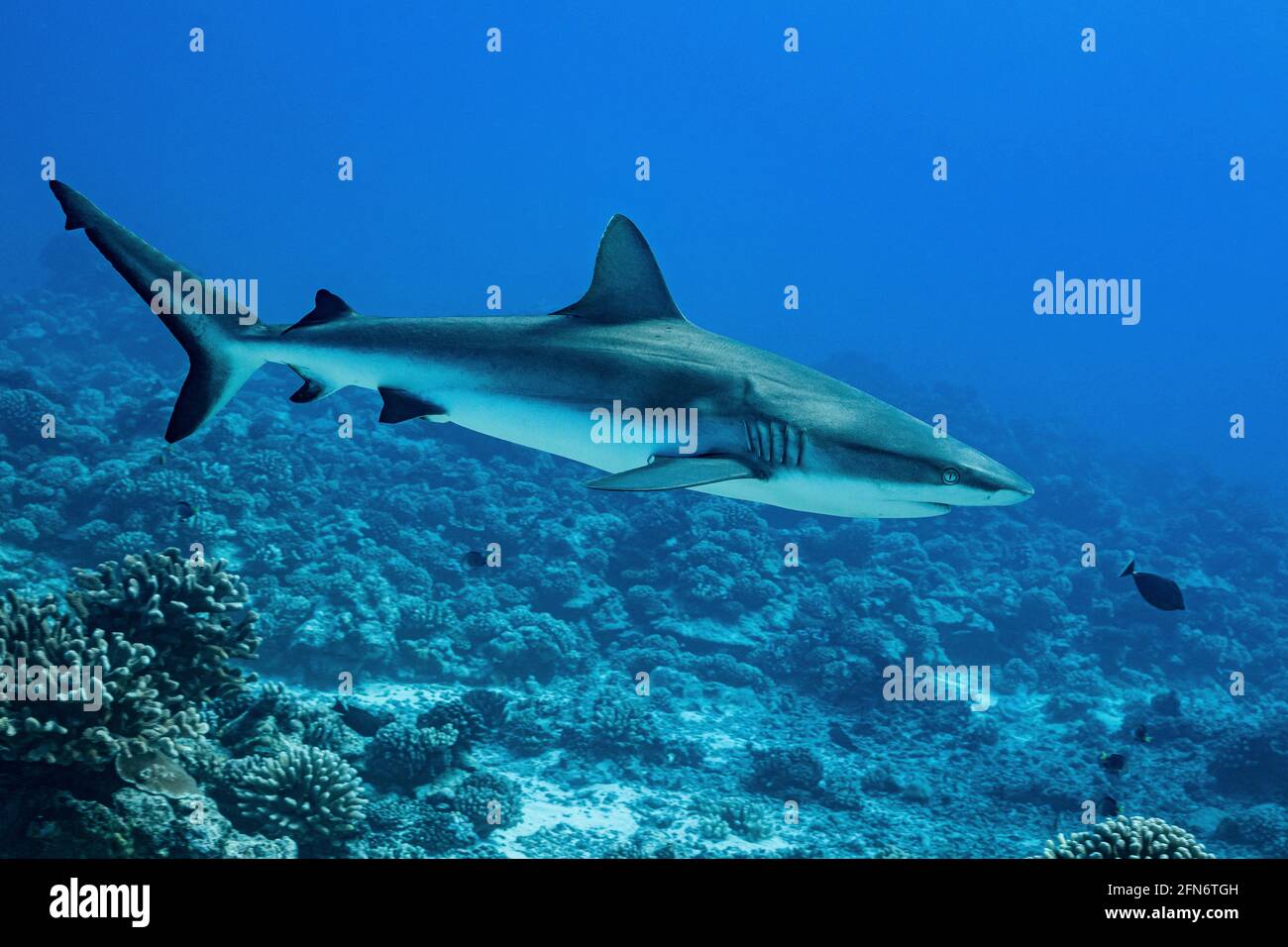 Requin gris de récif Banque de photographies et d’images à haute ...