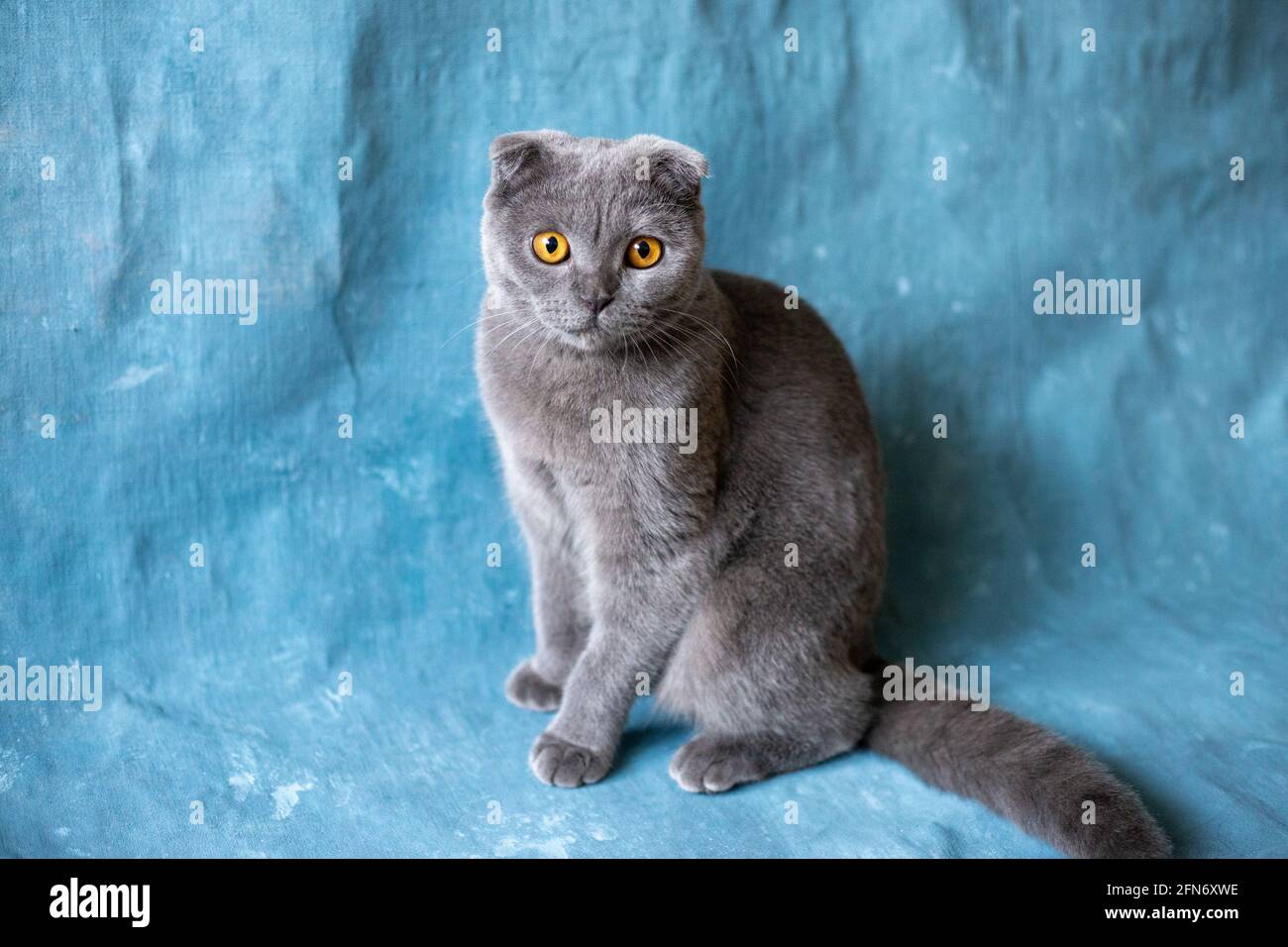 Chat sur toile Banque de photographies et d’images à haute résolution ...