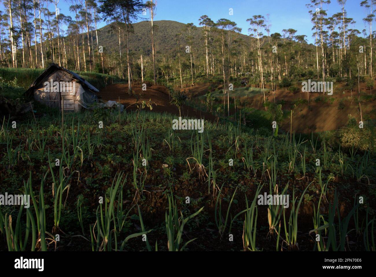 Projet forestier Banque de photographies et d’images à haute résolution ...