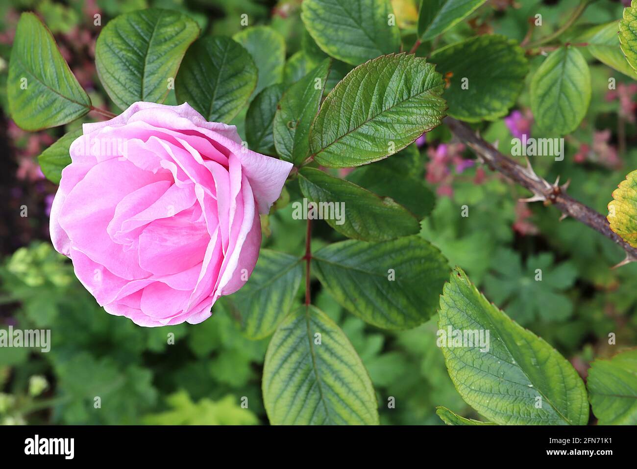 Sarah van flotte Banque de photographies et d’images à haute résolution ...