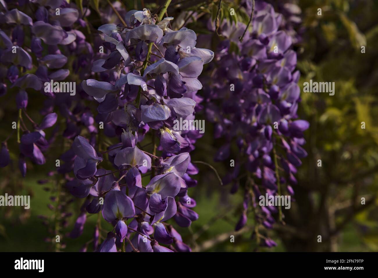 Glycine plante grimpante Banque de photographies et d’images à haute ...