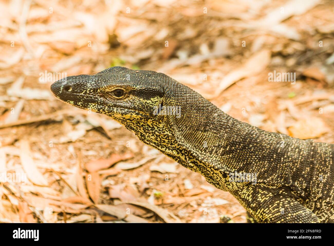 Goanna Food Banque d'image et photos - Alamy