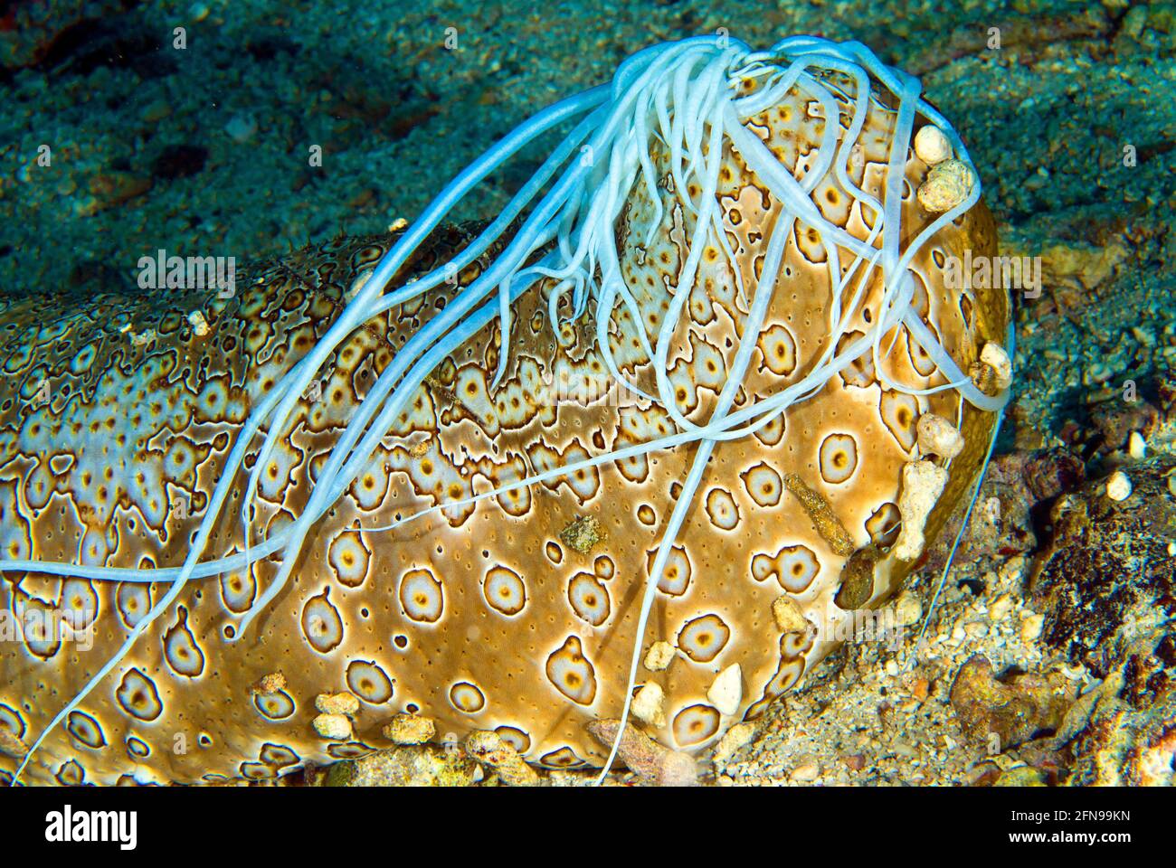 Gros plan du concombre de mer avec des tubules respiratoires déployés à ...