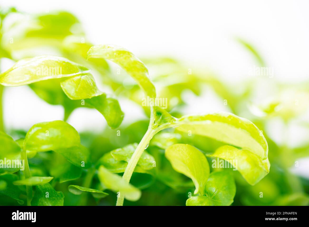 Plateau de semis de radis Banque de photographies et d’images à haute ...