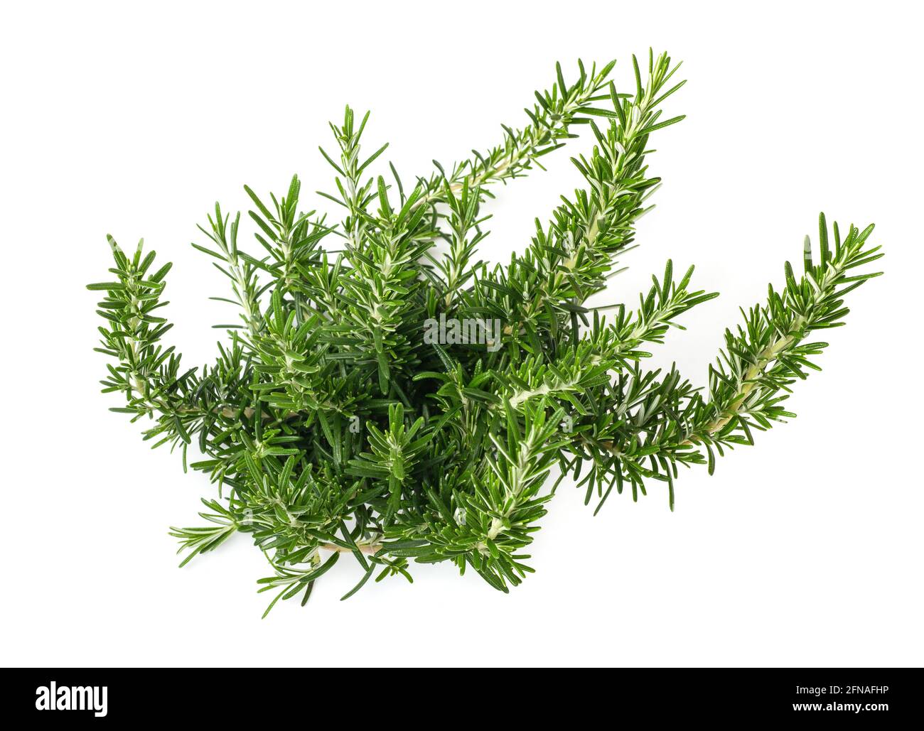 Plantes de romarin Banque de photographies et d’images à haute ...