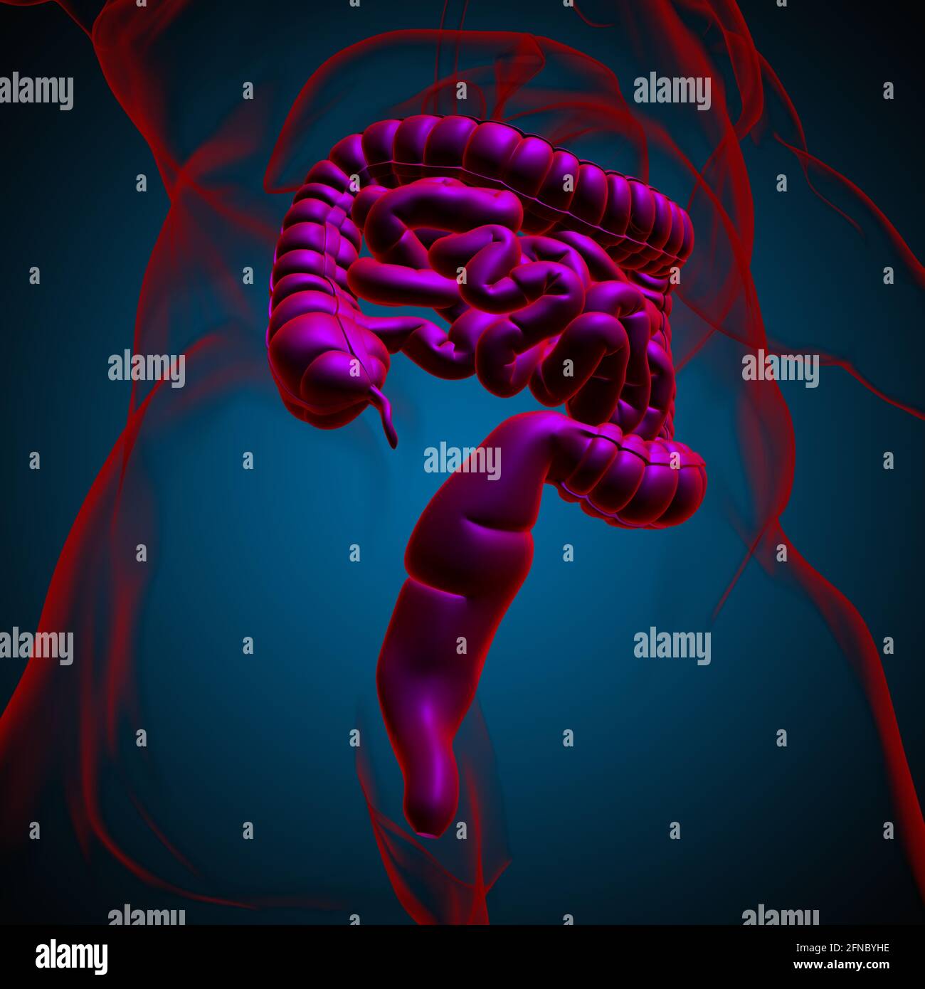 Intestin grêle et gros intestin 3D Illustration système digestif humain ...