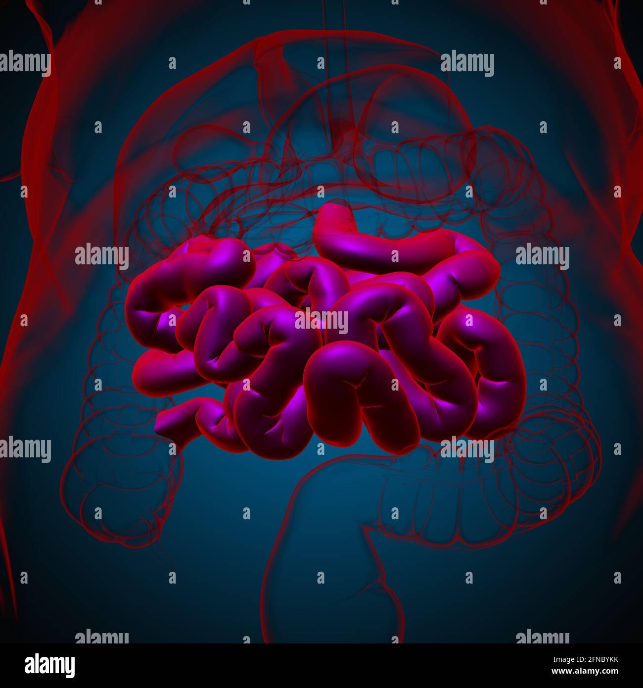 Intestin grêle 3D Illustration système digestif humain Anatomie pour ...