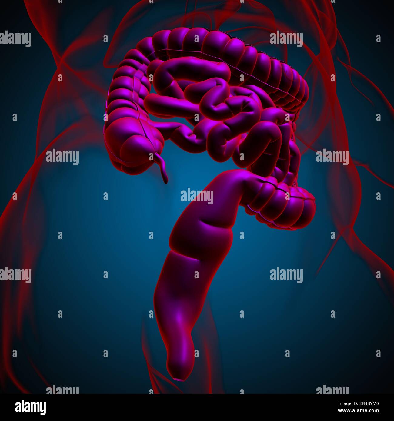 Intestin grêle et gros intestin 3D Illustration système digestif humain ...