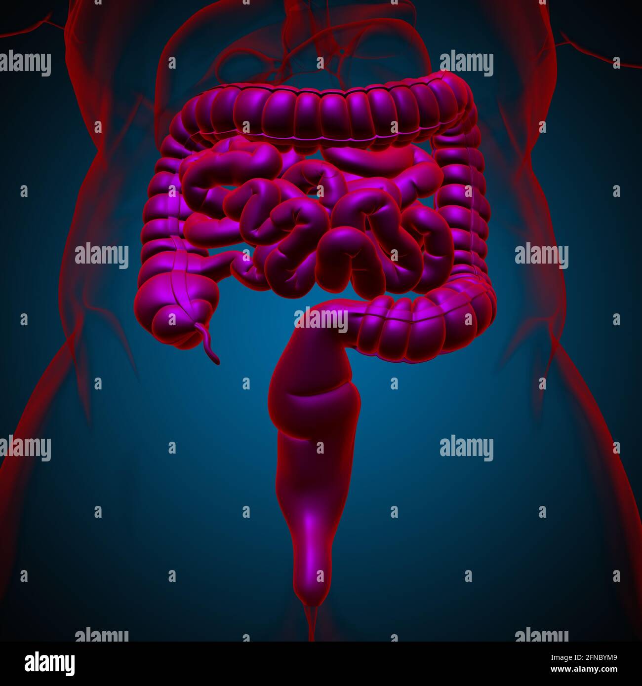 Intestin grêle et gros intestin 3D Illustration système digestif humain ...