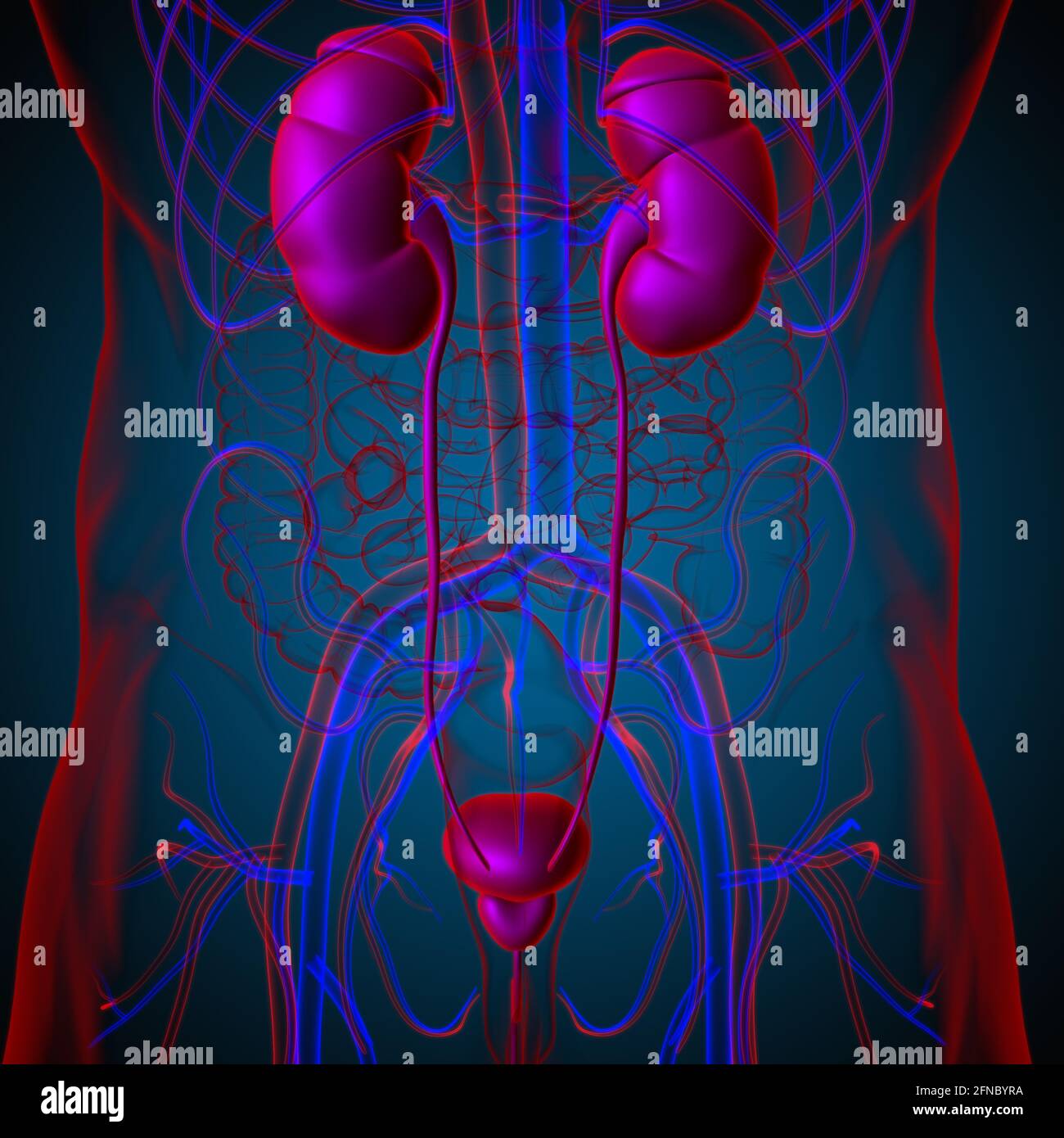 Système urinaire humain reins avec vessie Anatomie pour le concept ...