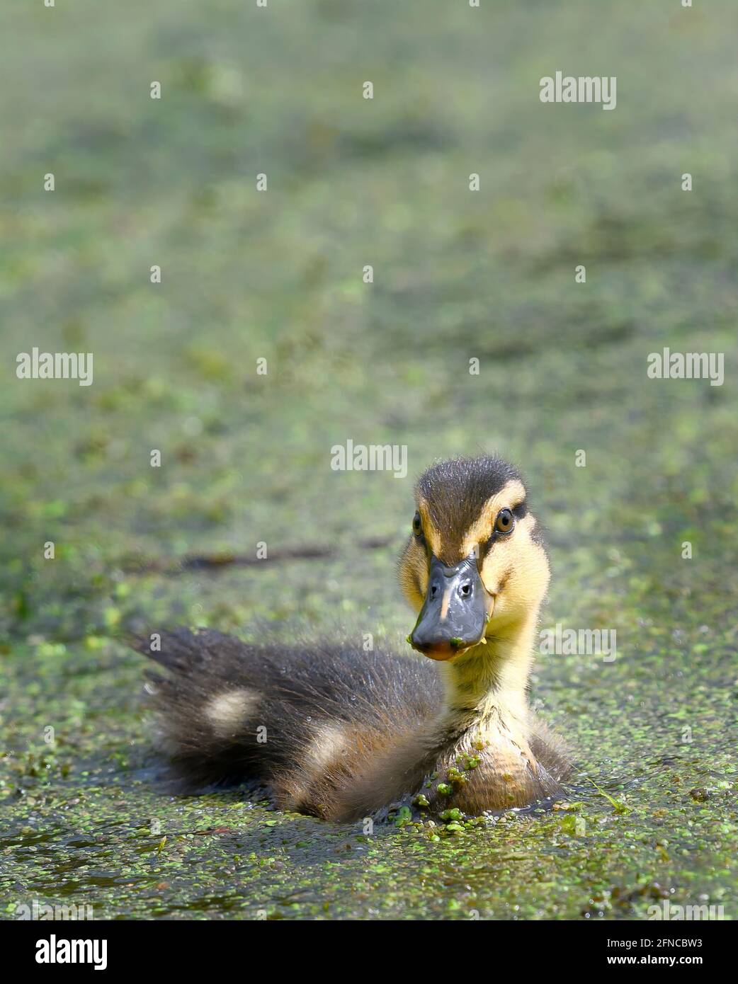 Poussin de canard britannique Banque de photographies et d’images à ...