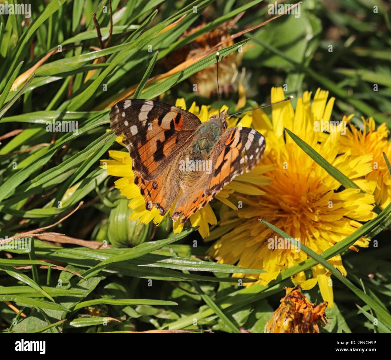 Papillon sur une fleur de pissenlit Banque de photographies et d’images ... Papillon sur une fleur de pissenlit Banque de photographies et d’images ...