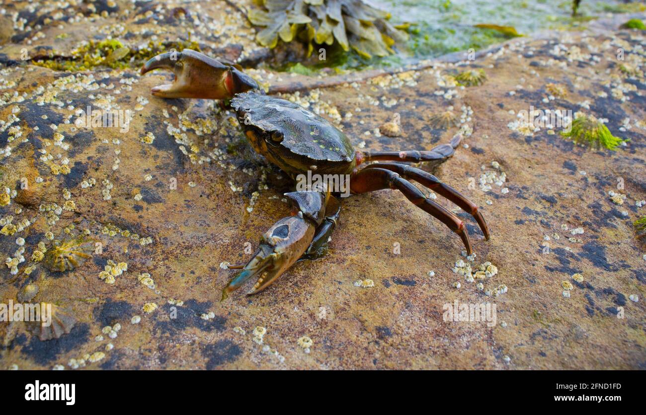 Crabe sur les rochers Banque de photographies et d’images à haute ...