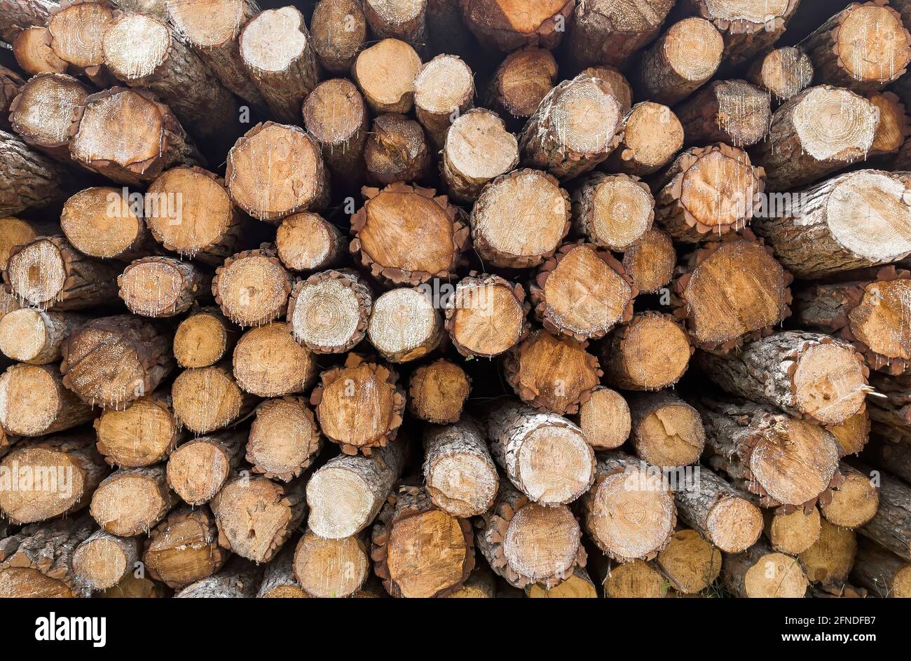 Texture de pin Banque de photographies et d’images à haute résolution ...