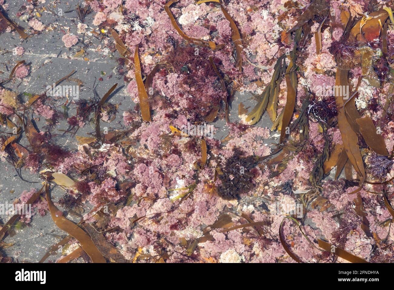 Algues, algues de mer (Laminaria digitata) et macroalgues rouges, baie ...