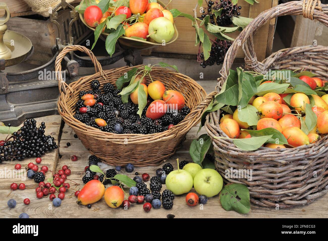 Ramasser des pommettes Banque de photographies et d’images à haute ...
