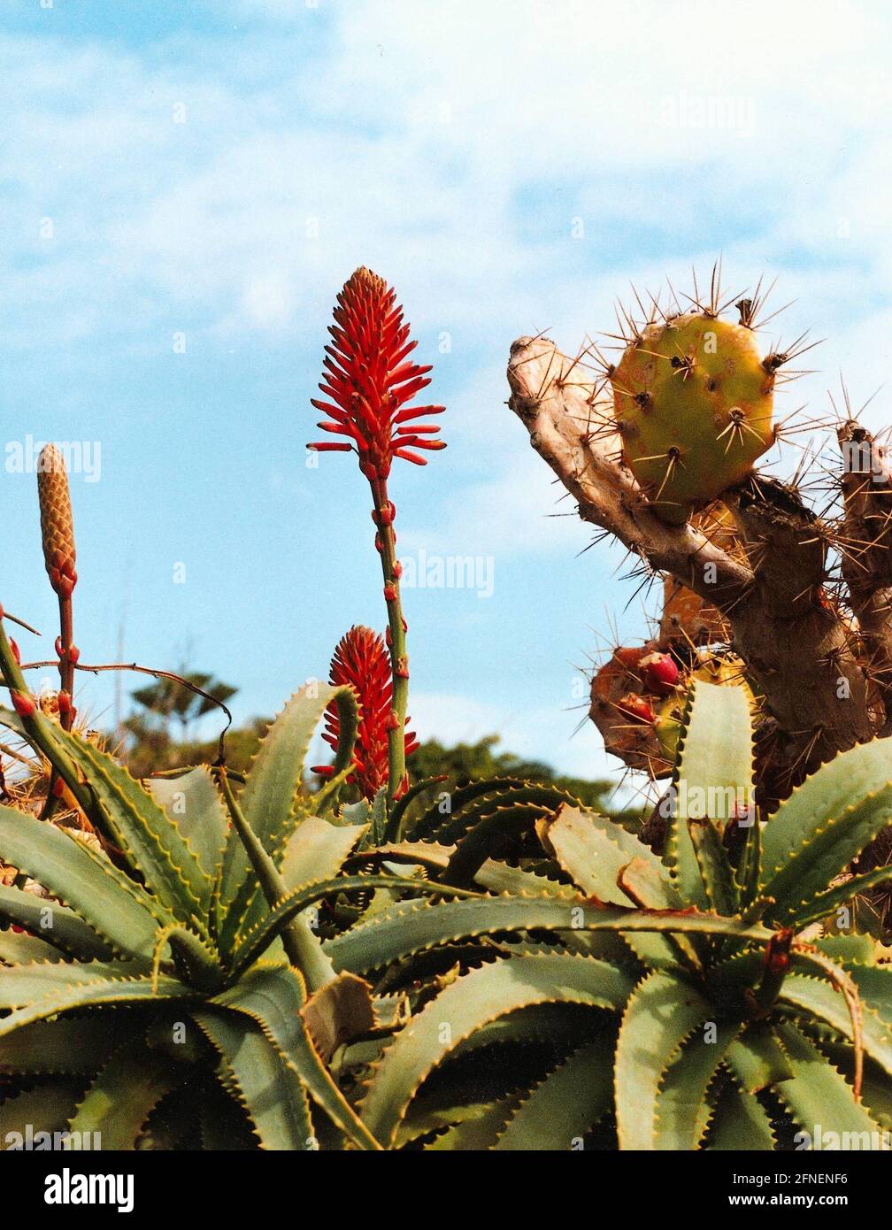 Aloe plant madagascar Banque de photographies et d’images à haute ...