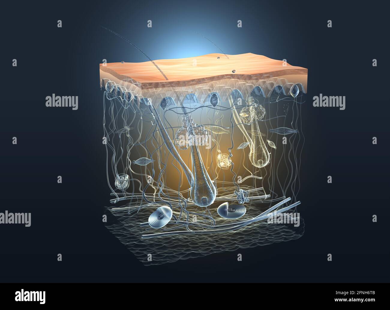 Illustration 3D montrant une peau humaine transparente avec couche ...