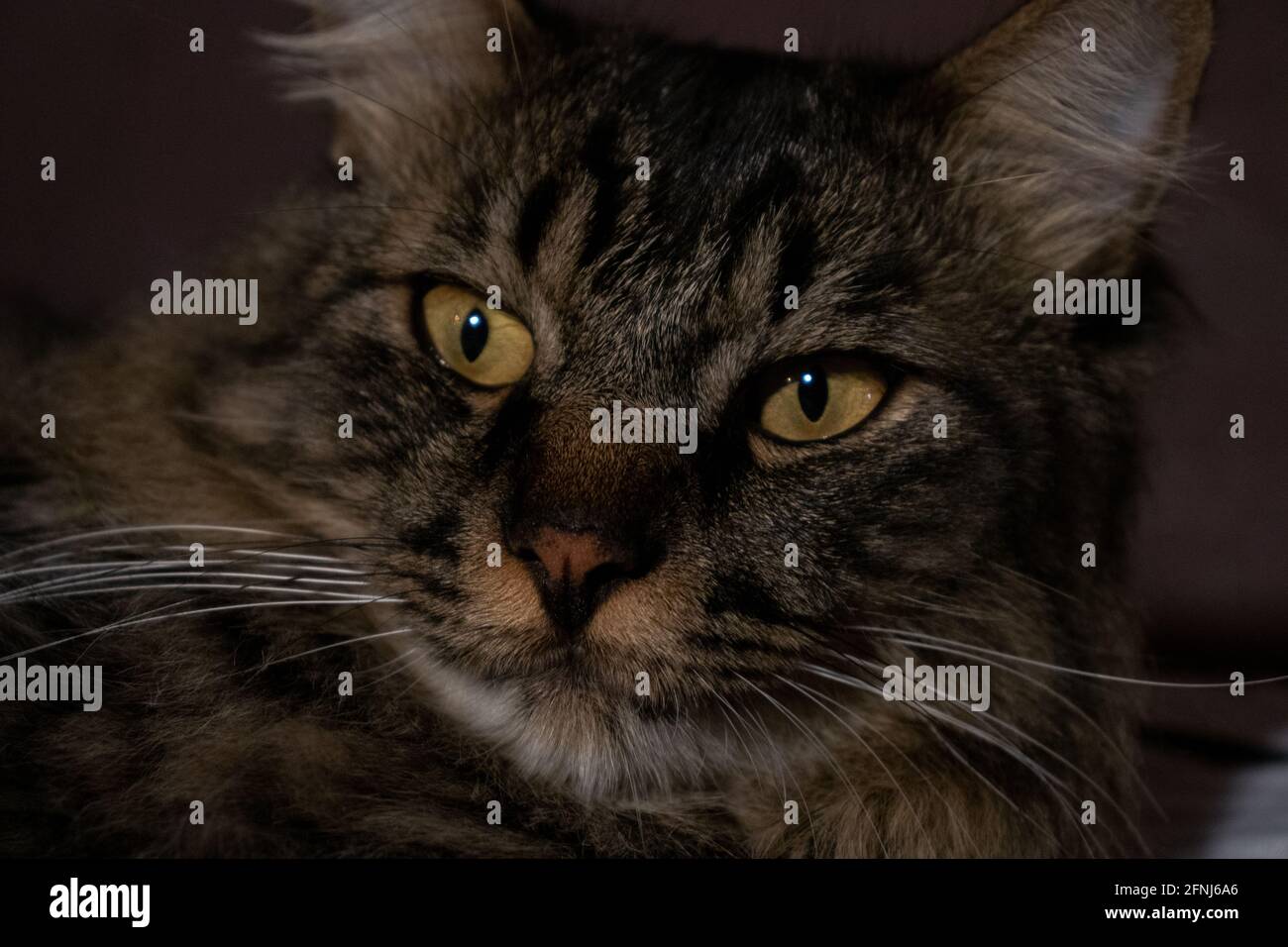 Gato tigrado Banque de photographies et d’images à haute résolution - Alamy