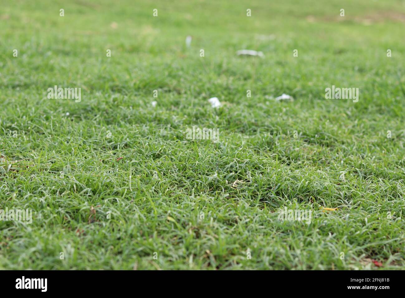 Herbe sur terrain Banque de photographies et d’images à haute ...
