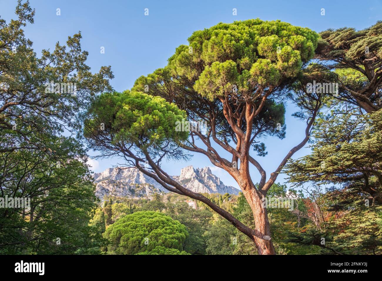 Vieux cèdre vert avec de longues aiguilles sur un fond de montagnes par ...