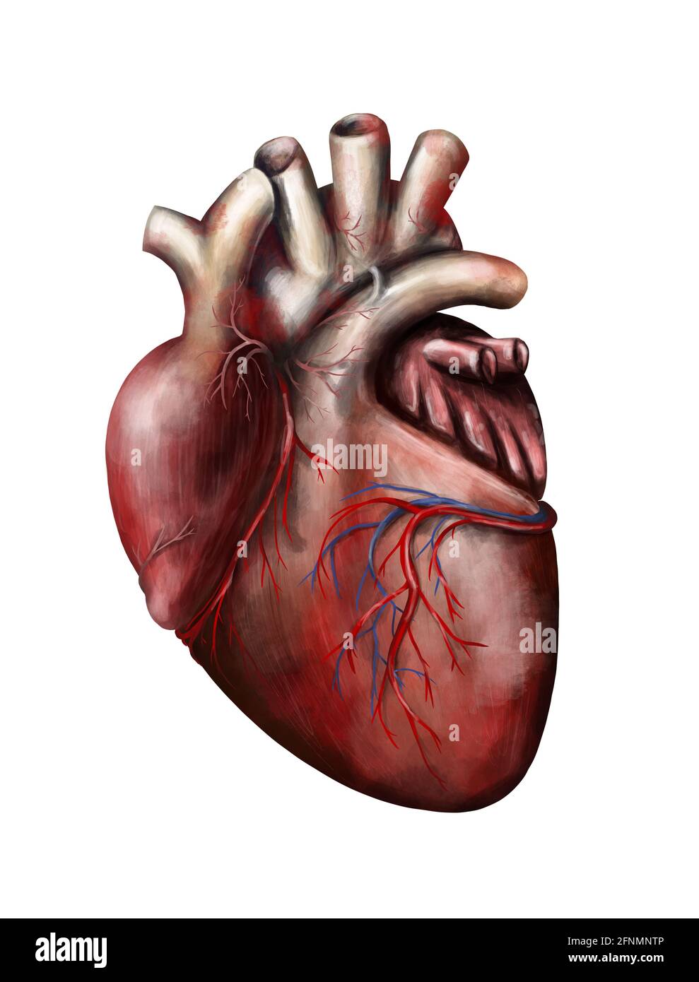 Coeur humain Banque de photographies et d’images à haute résolution - Alamy