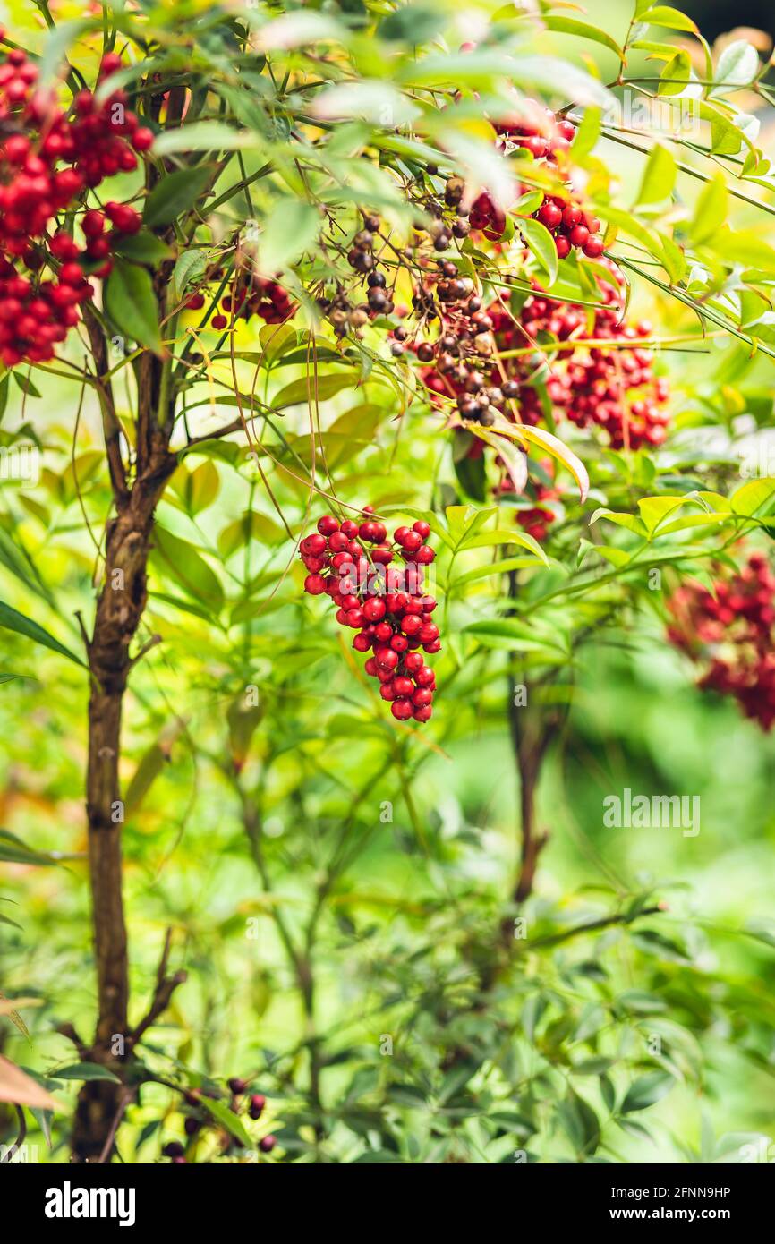 Ardisia crenata aux fruits rouges Banque de photographies et d’images à ...