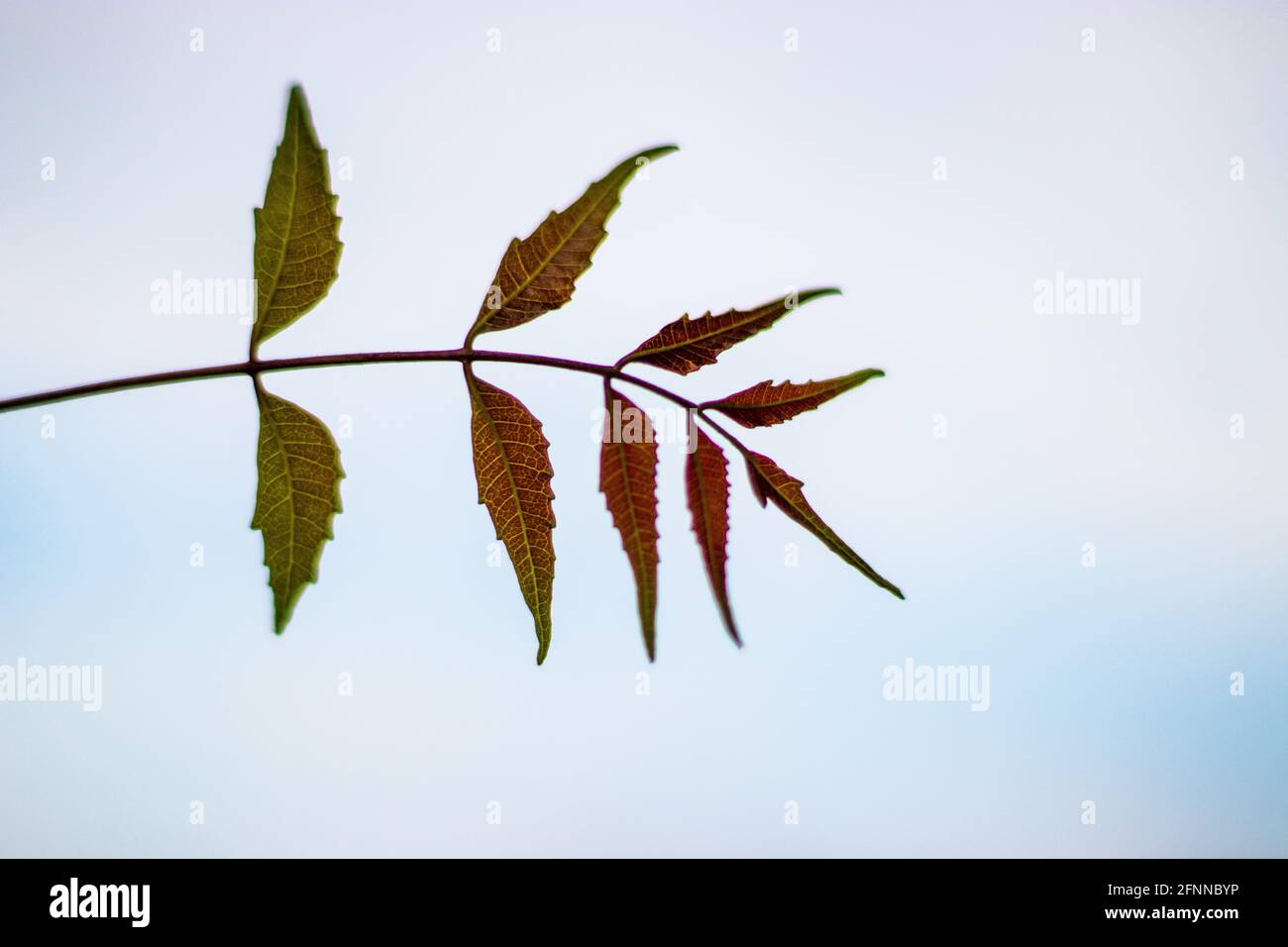 Feuille de neem ou Azadirachta indica avec ciel blanc comme arrière ...