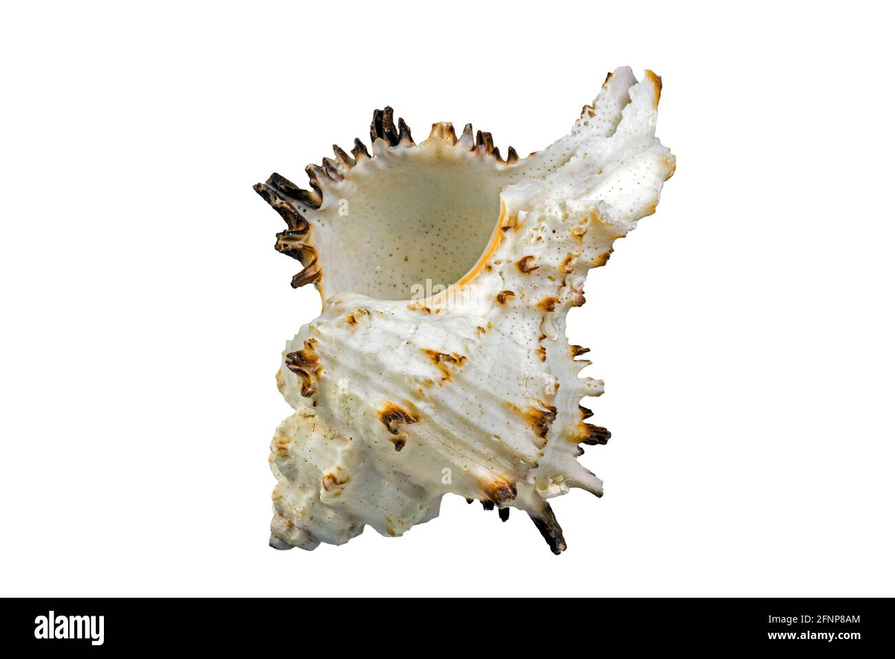 Mollusque gastéropode marin Banque de photographies et d’images à haute ...