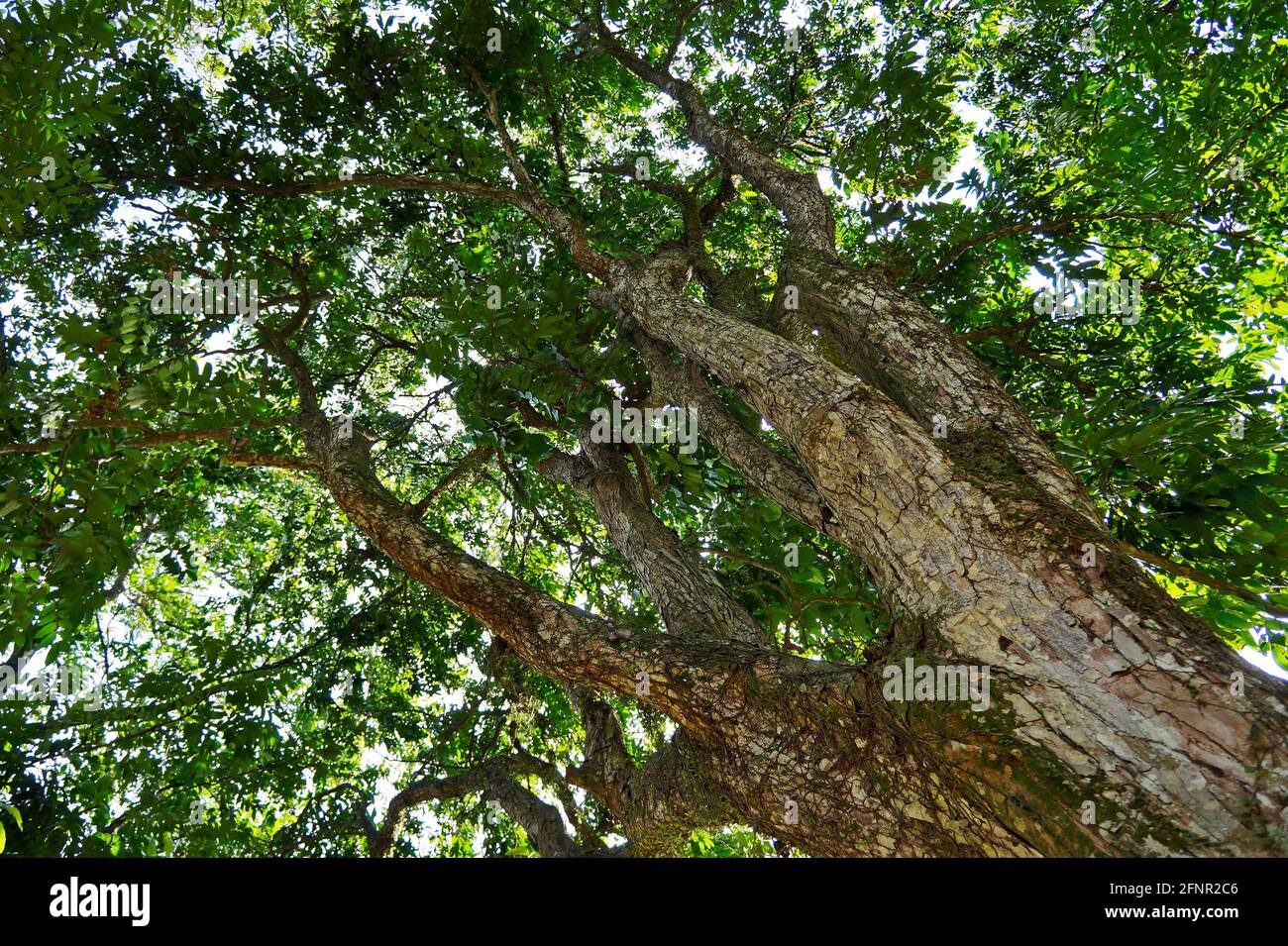 Carapa Guianensis Banque d'image et photos - Alamy